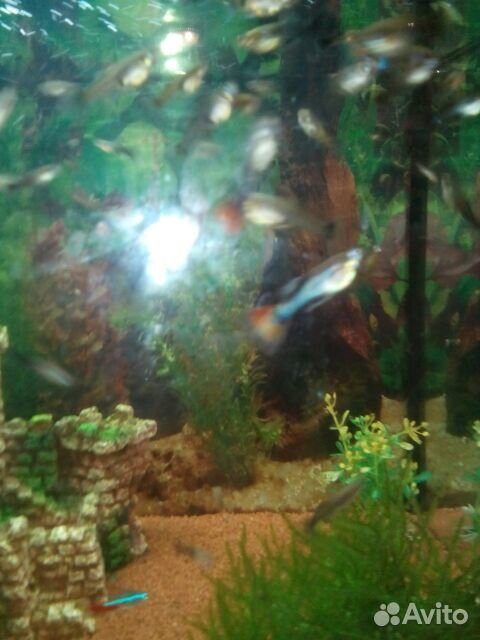 Продаются гуппи
