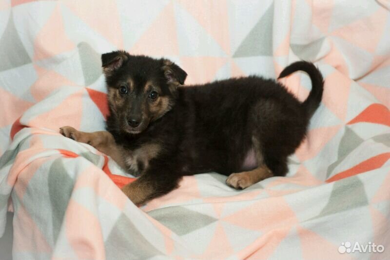 Щенок-звоночек из приюта в добрые руки