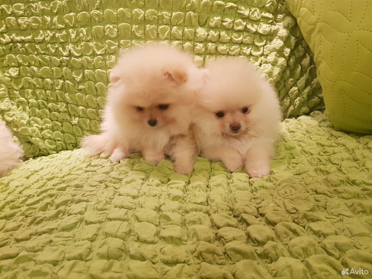 Наши медвежата