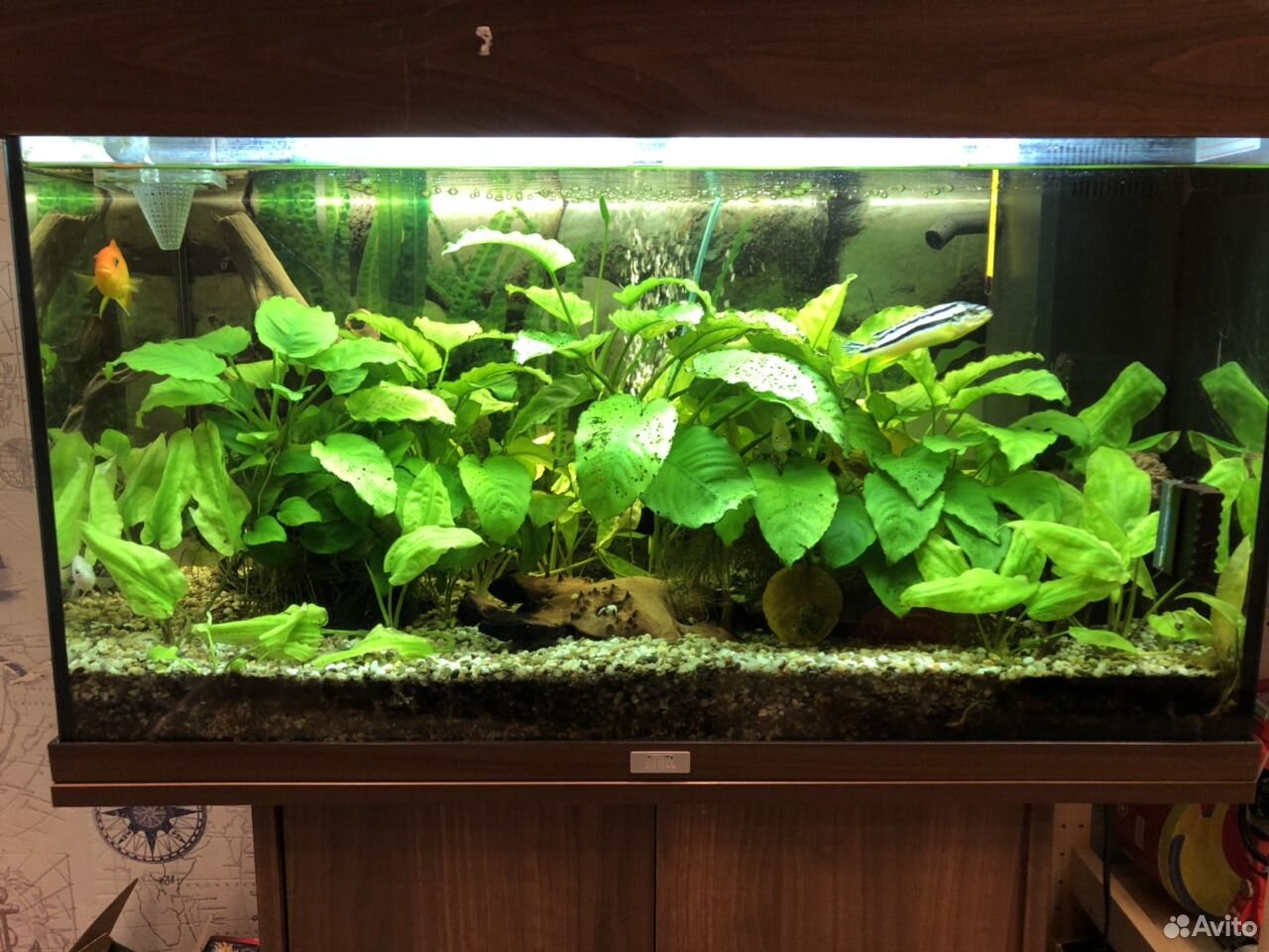 Аквариум jewel rio 125