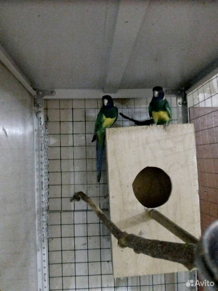 Попугай розеллы бернарды