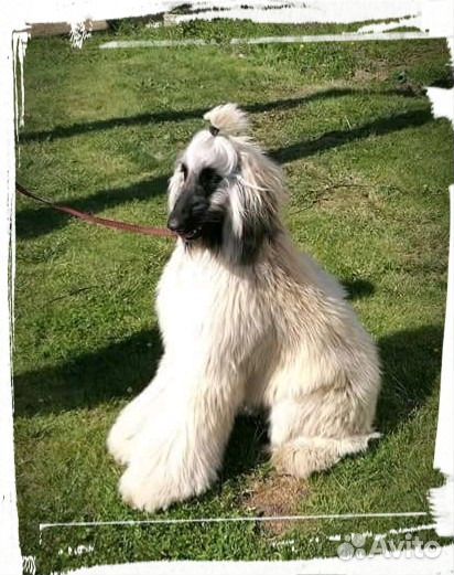 Щенок Афганская борзая (Афган) подрощенный