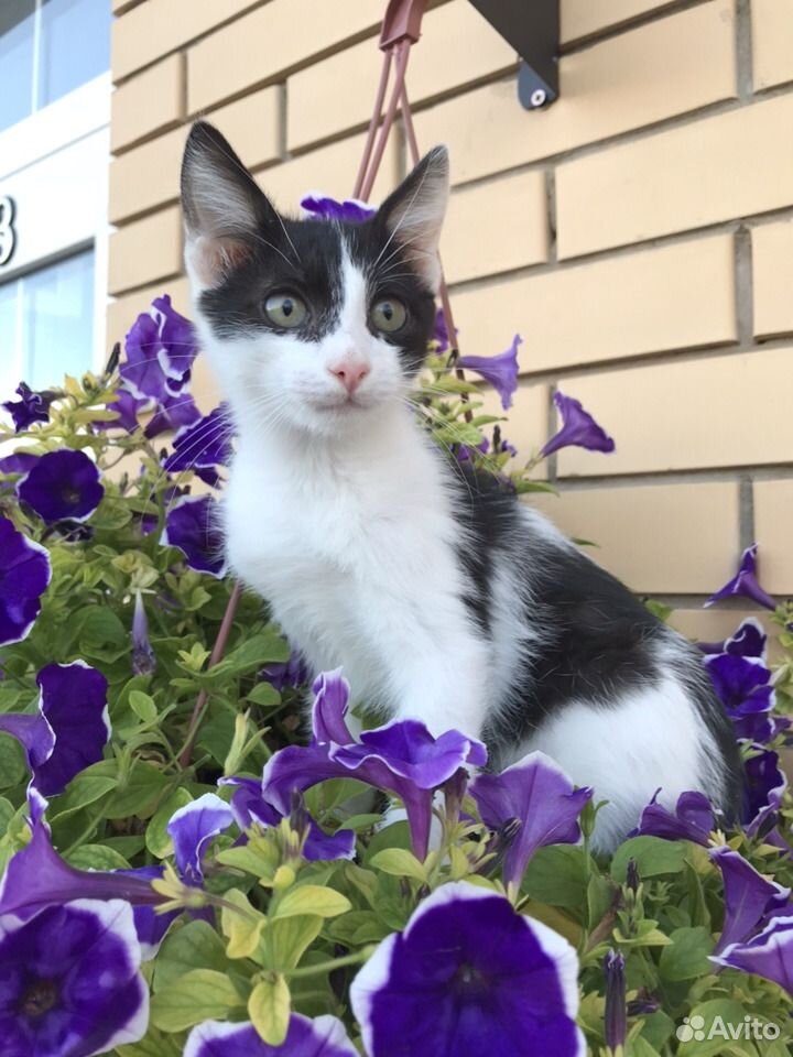 Котята в дар