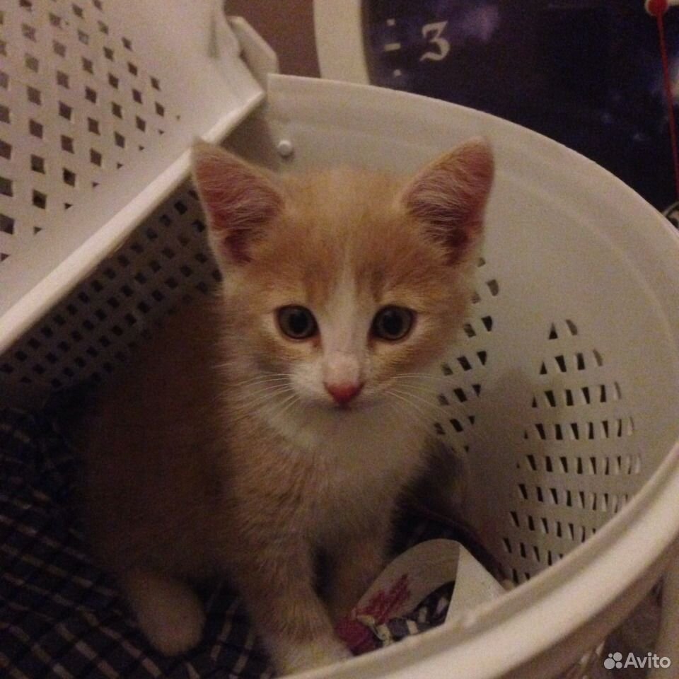 Котенок Абрикос 1,5 мес