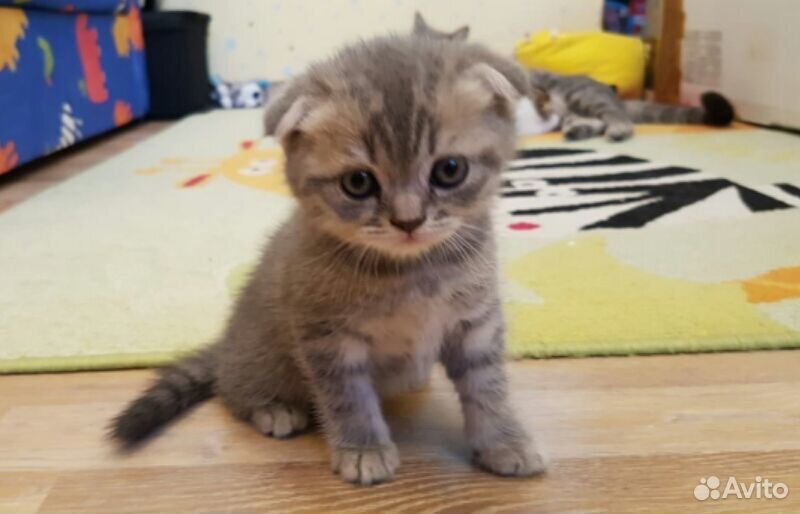 Котенок мальчик