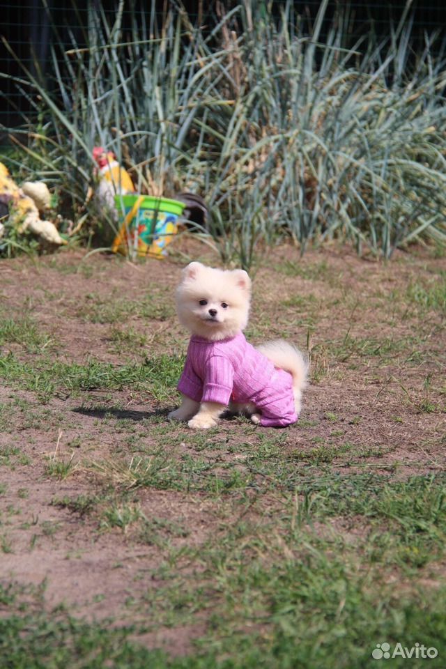 Шпиц суперская девчонка