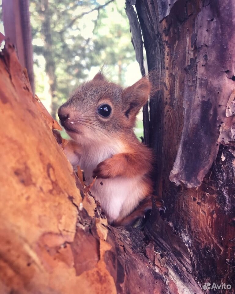 Алтайская белка