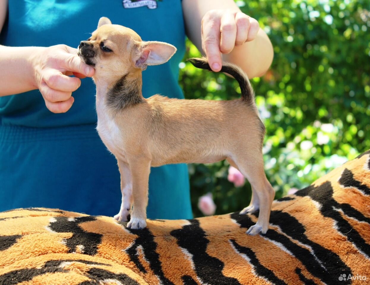 Породные щенки чихуахуа девочки мини и стандарт