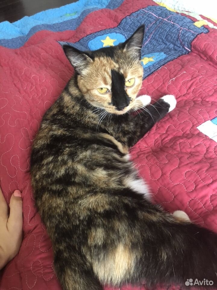 Котёнок трёхцветная