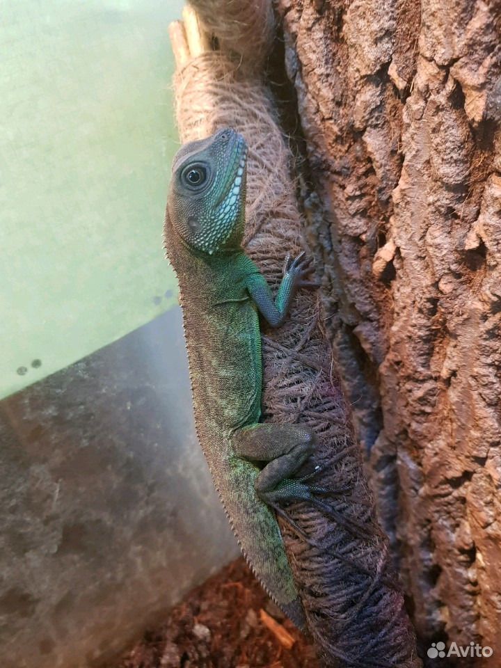 Водяная агама