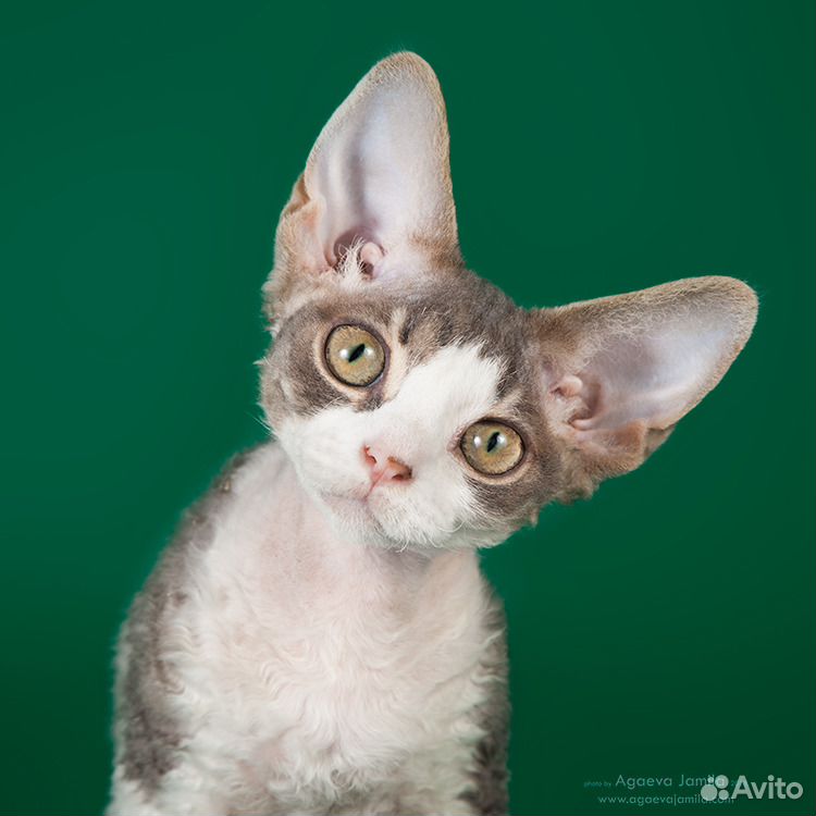 Девочка Дельфиния окраса голубая табби биколор