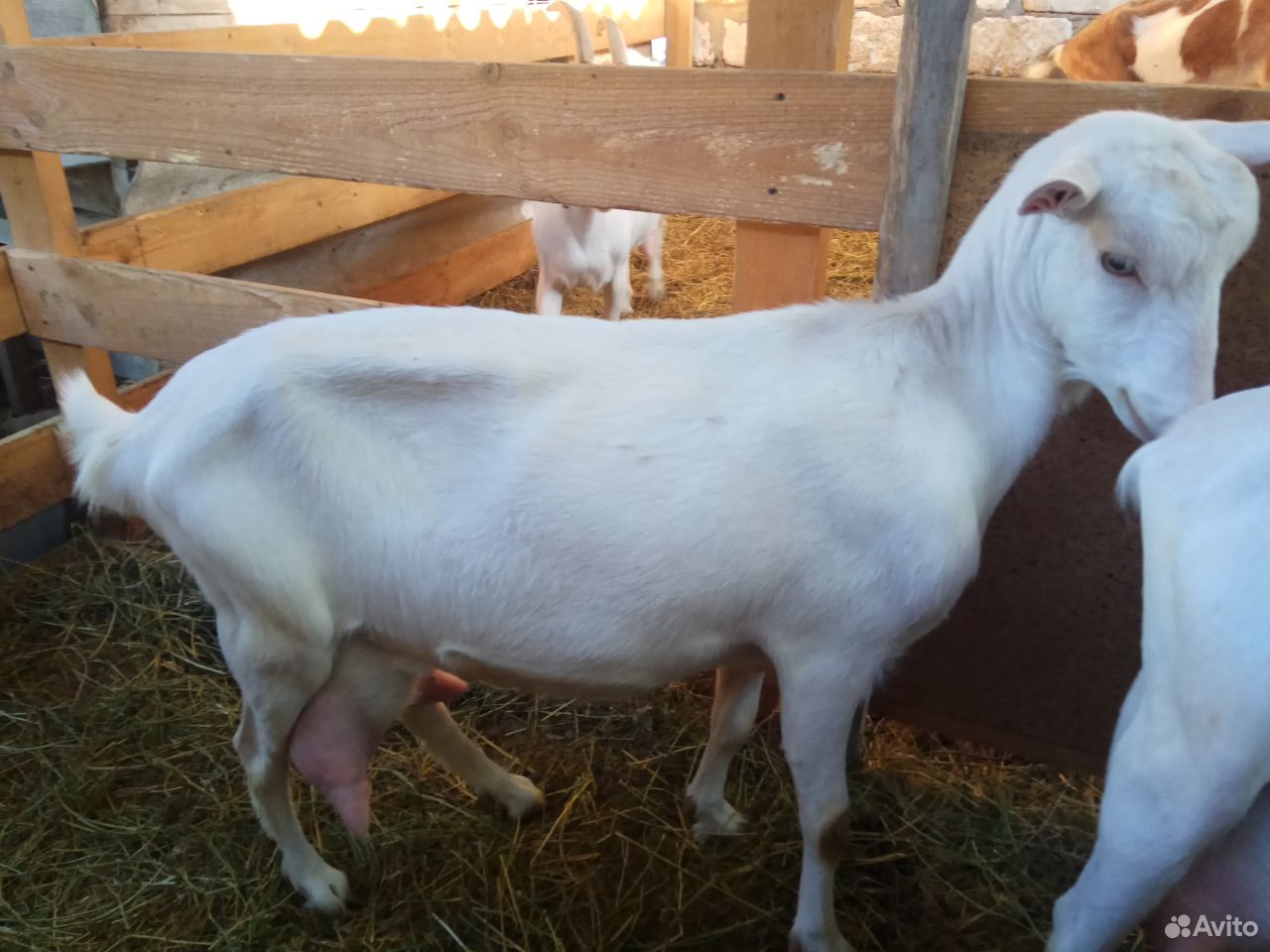 Продам зааненскую козу чистопородную и альпийку