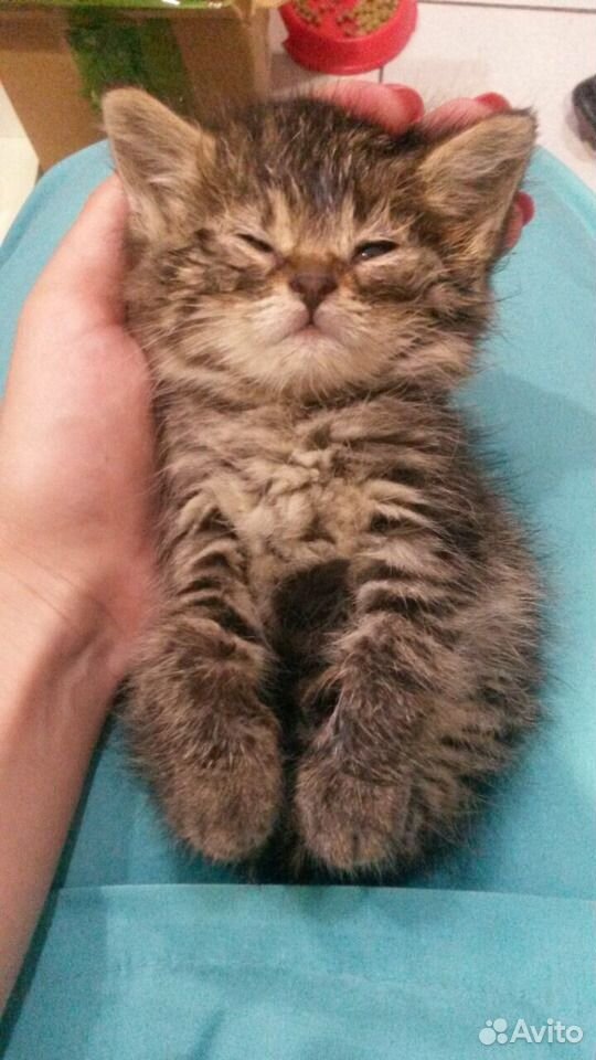 Котята ищут дом Здоровые