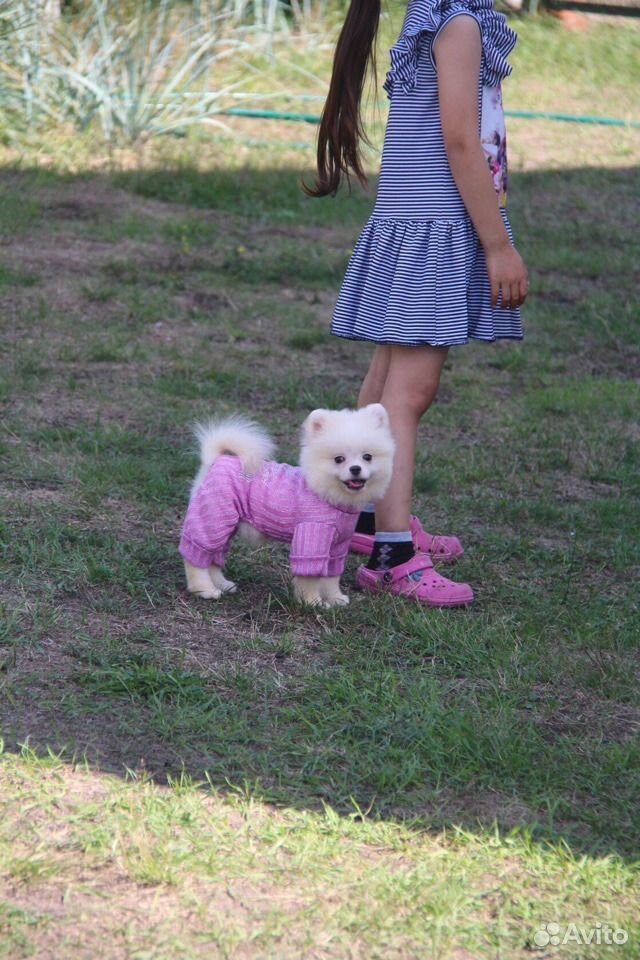 Шпиц красотка в костюмчике