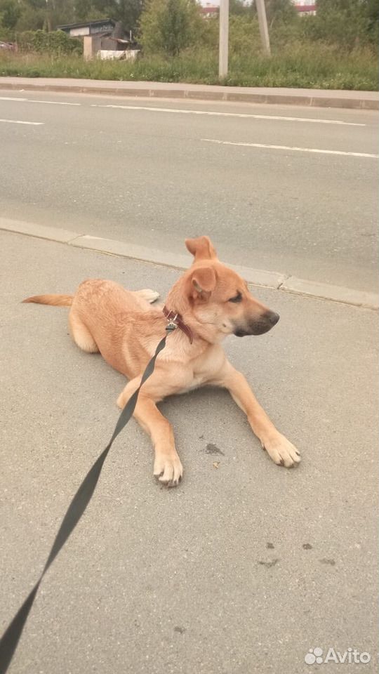 Бесплатно отдадим щенка 5 месяцев в хорошие руки