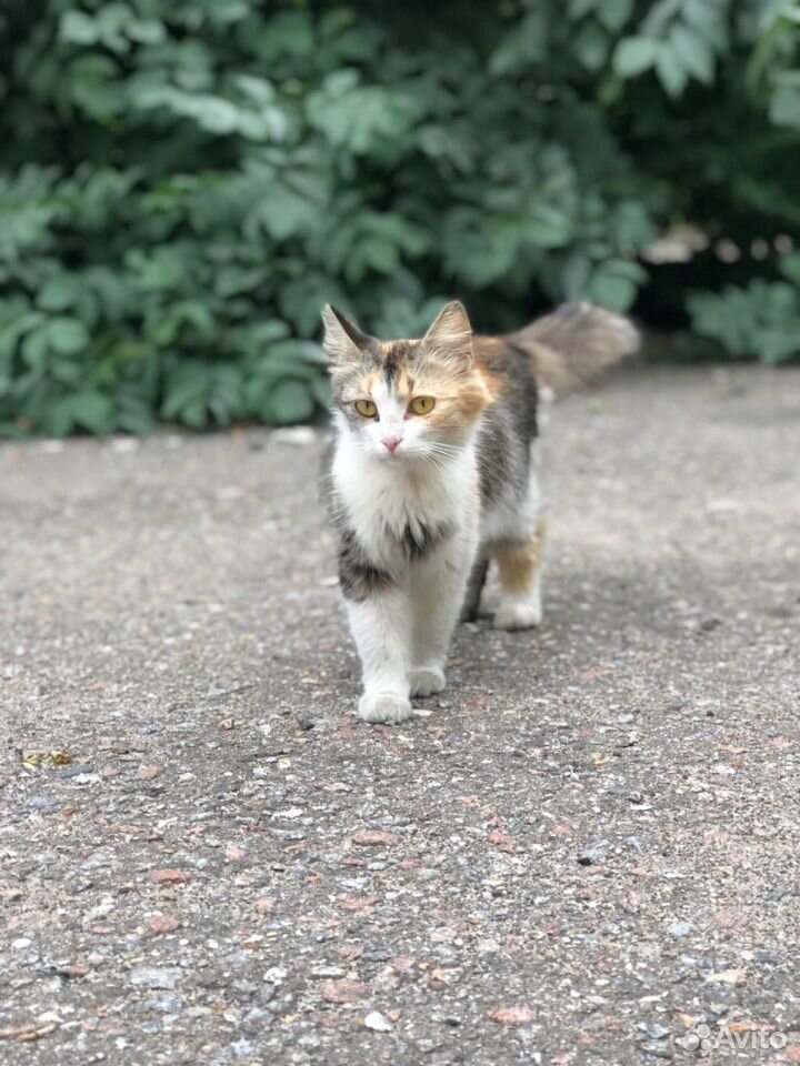 Бездомная кошка. помощь