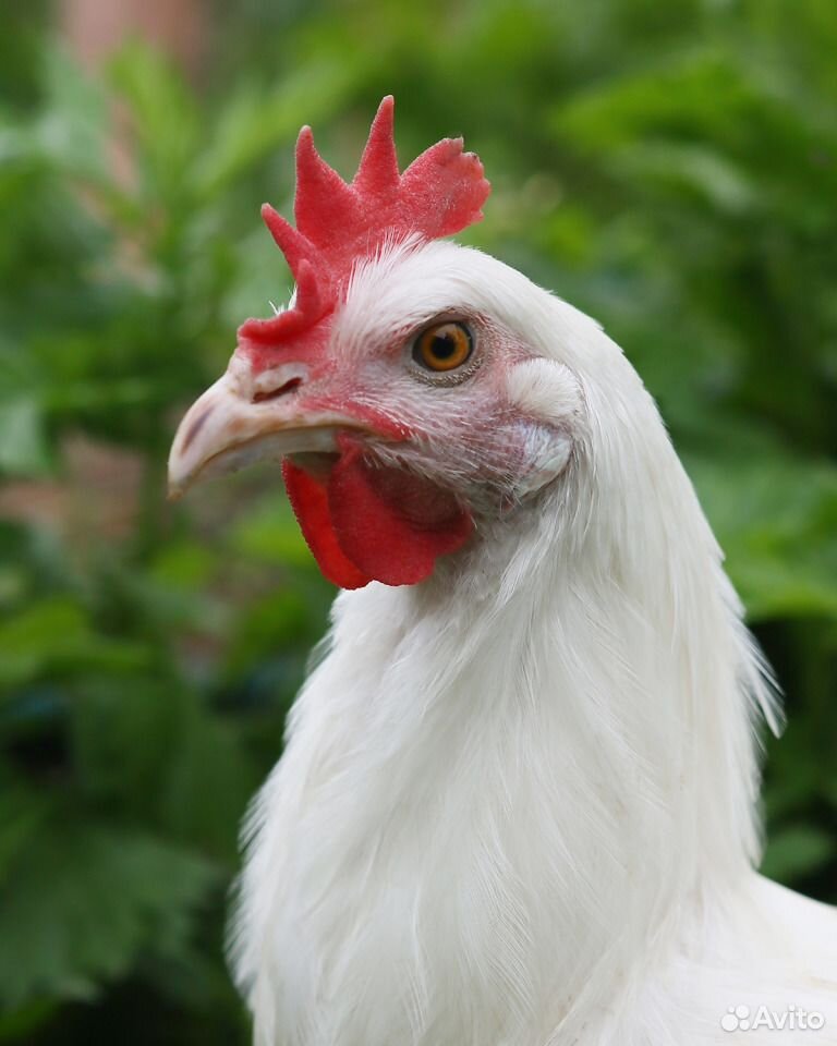 Породные куры молодки петухи