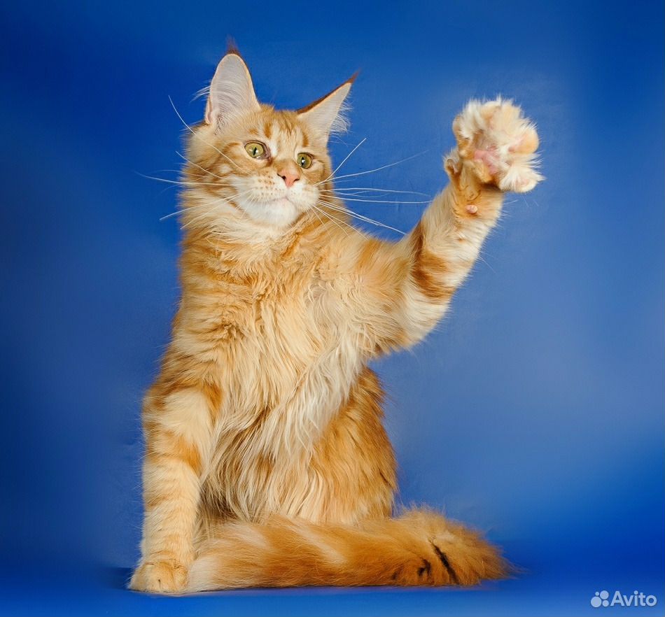 Котенок девочка мейн кун в breed