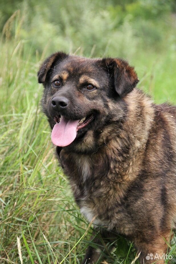 Чебурашка собака