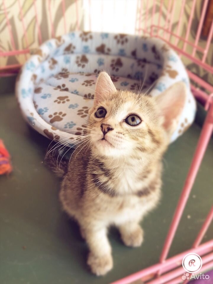 Котенок девочка 2 мес