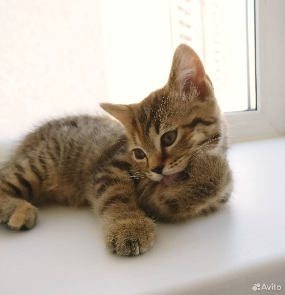 Шотландский котёнок с красивыми глазками