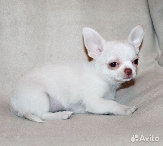 Чихуахуа мини Белоснежка