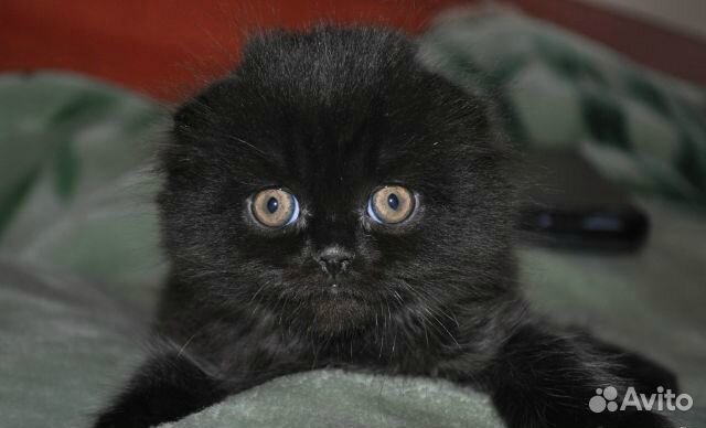 Шотландцы черного окраса