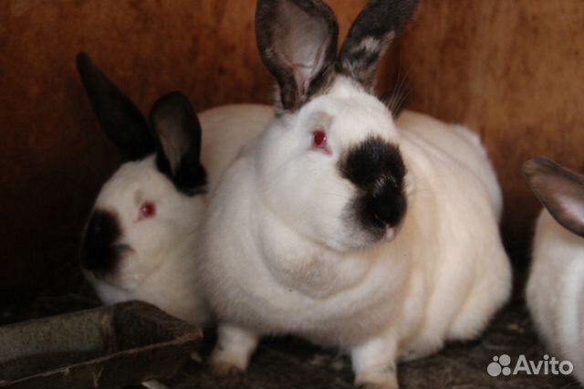 Кролики 2-8 мес. Калифорнийцы и ризены