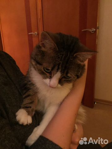 Кот