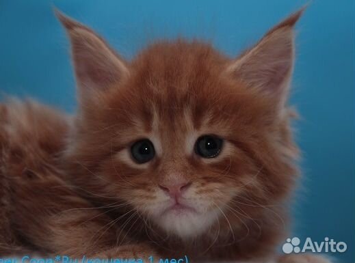 Мейн кунчики котики Рыжики