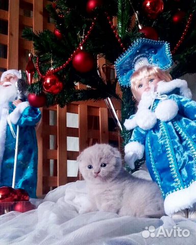Шотландские вислоухие котята