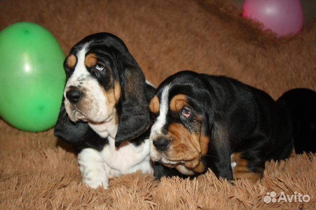 Прекрасные бассеты