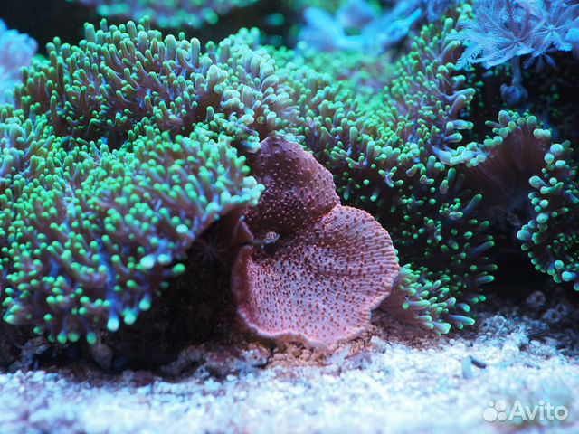 Мягкие кораллы в морской аквариум