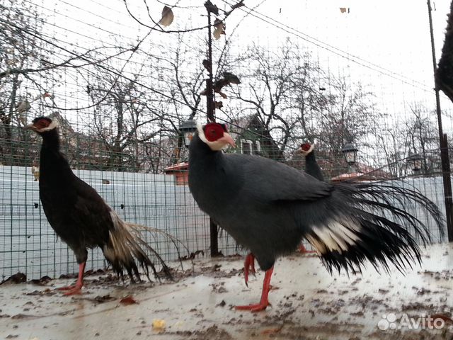 Синий ушастый фазан