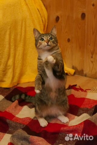 Кошечка Соня в самые добрые руки