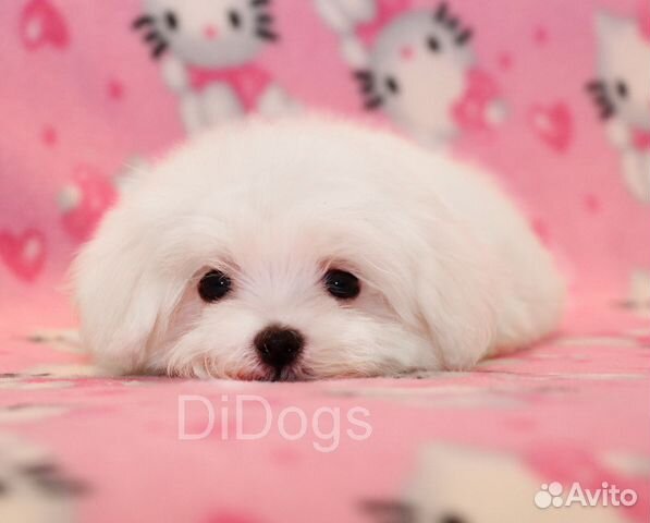 Милые малыши с белой шерсткой, кукольная внешность