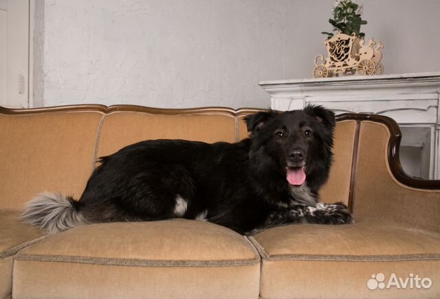 Дружелюбная Молли в поисках дома