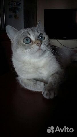 Британские котята, newborns 24.02.2018
