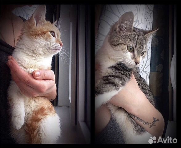 Малыши ищут дом