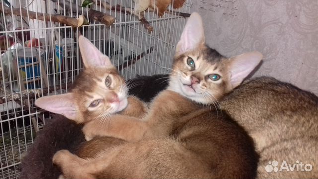 Абиссинчики, солнечные котята