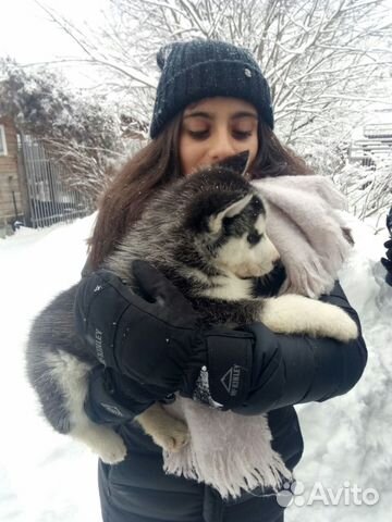 Хаски щенки