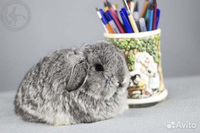 Шиншилловый карликовый крольчонок