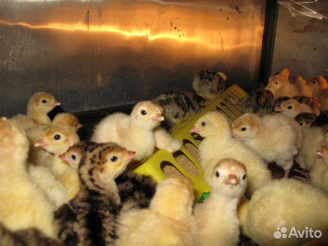 Цыплята.Утята(Мулард).Гусята.Индюшата(Все породы)