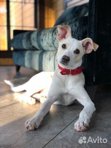 Очарованье-Умка в дар