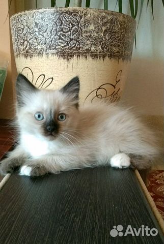 Котята Невская маскарадная