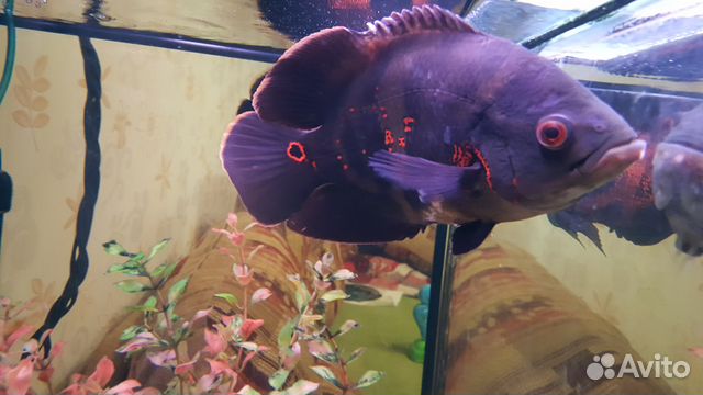 Астронотус