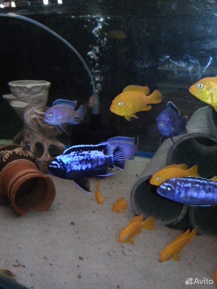 Цихлиды озера Малави(Африка) и губки