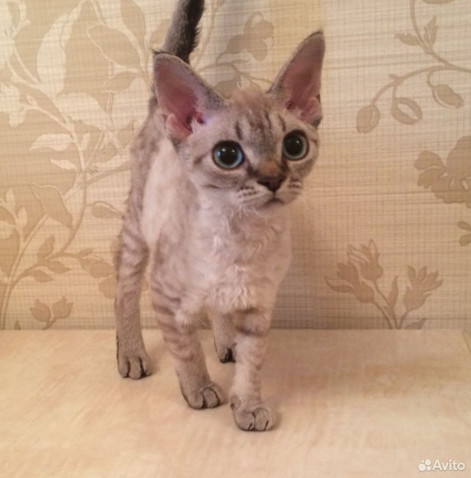 Кошечка девон рекс Элегия