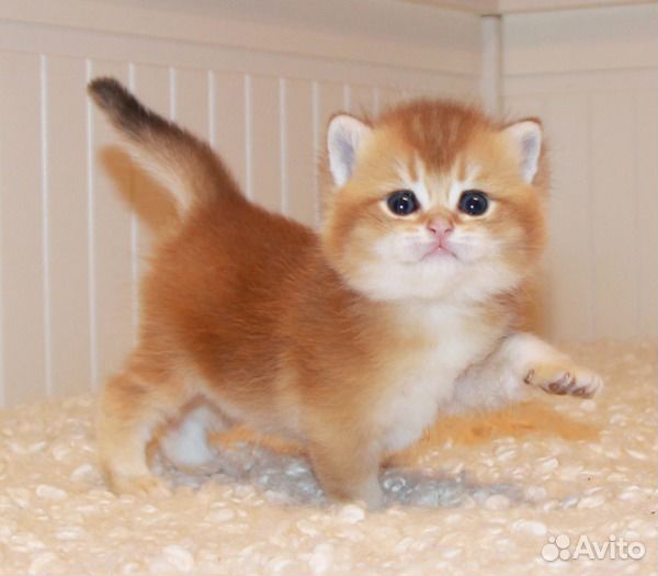 Алекс-золотая Британская шиншилла