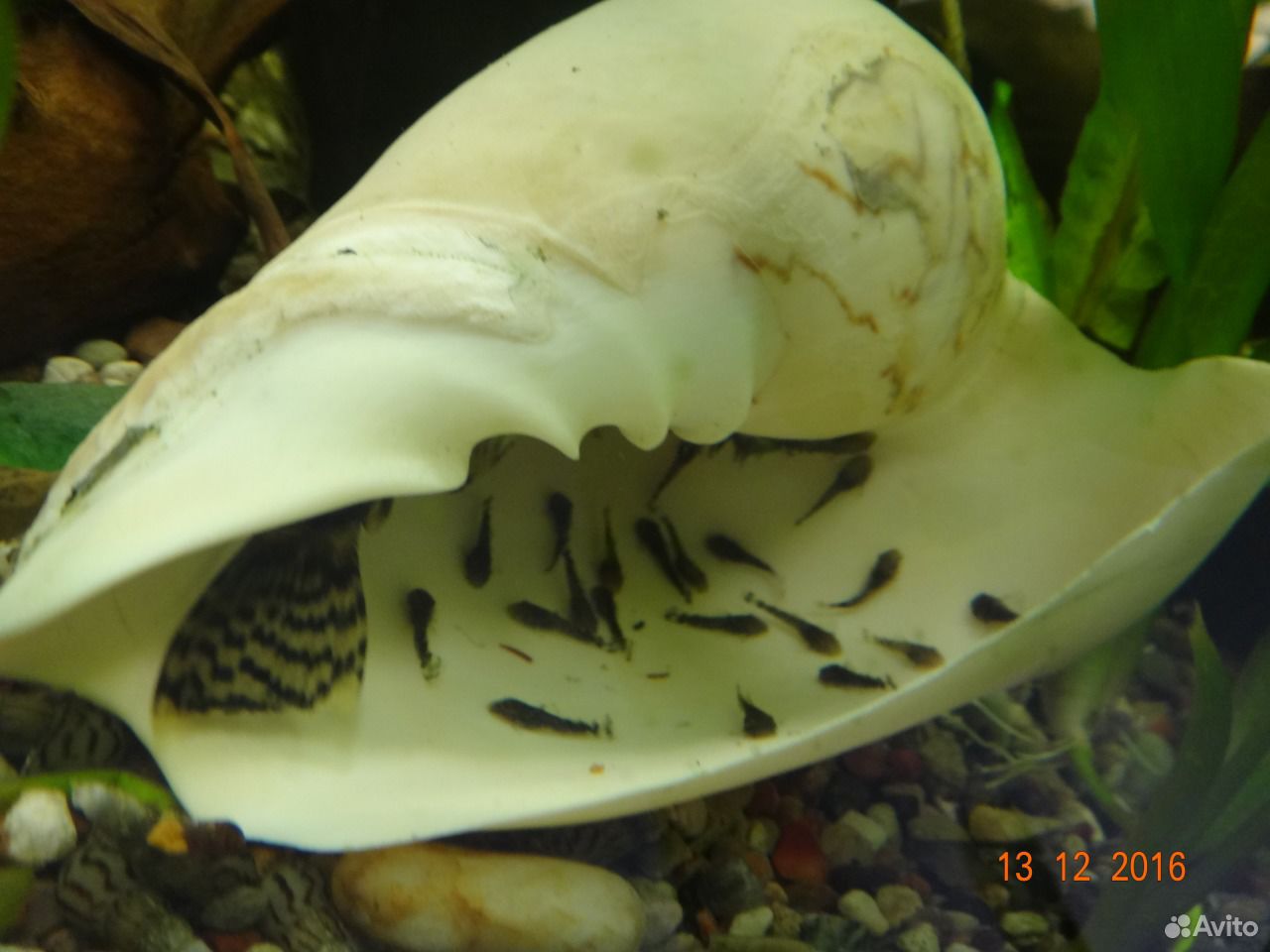 Сом Анциструс обыкн. Мальки. Аквариумная рыбка